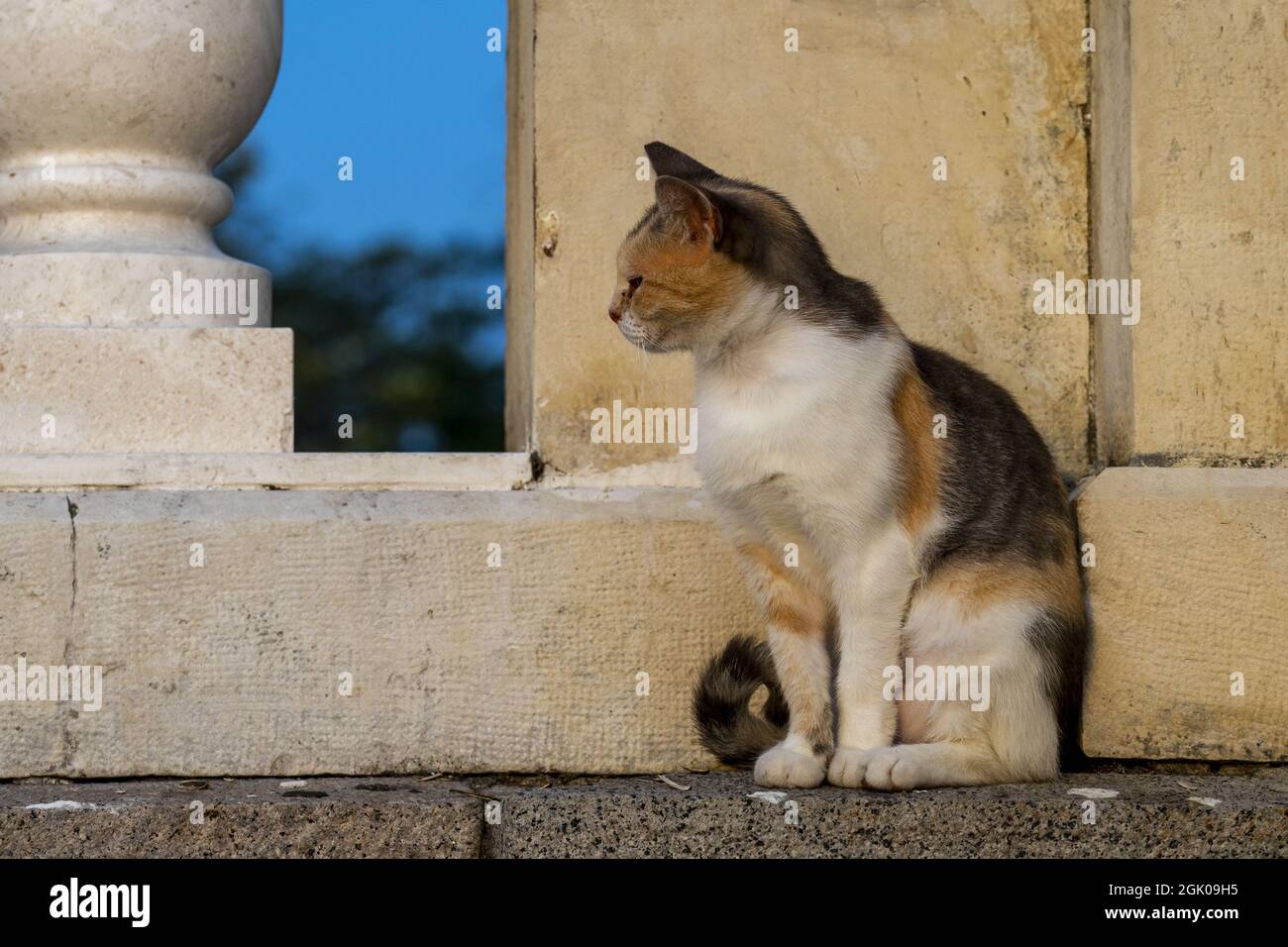 Multi color cat hi-res stock photography and images - Alamy