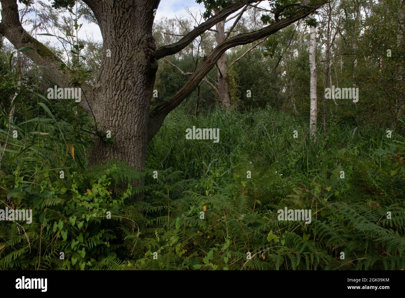 Woodland texture hi-res stock photography and images - Alamy