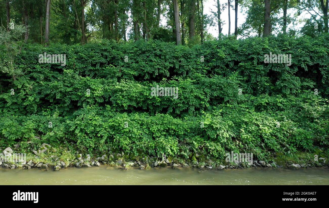 Knotweed Reynoutria dron aerial video shot Fallopia japonica Sakhalin ...