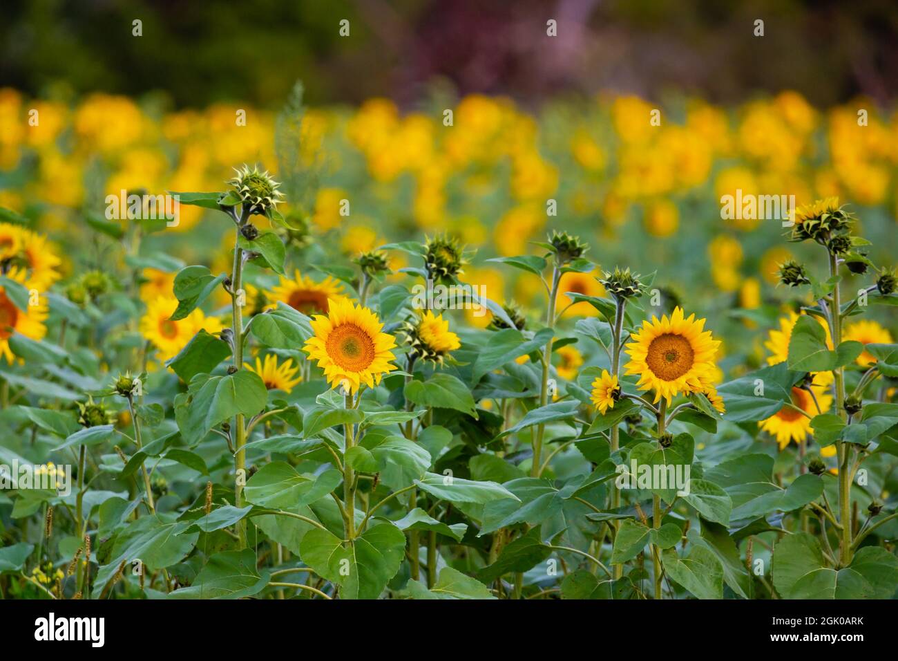 Sunflower field in central Wisconsin in early September, horizontal ...