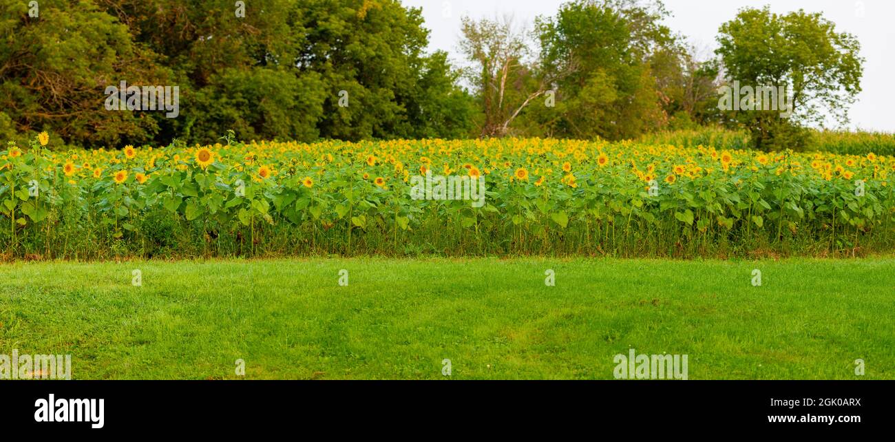 Sunflower field in central Wisconsin in early September, panorama Stock ...