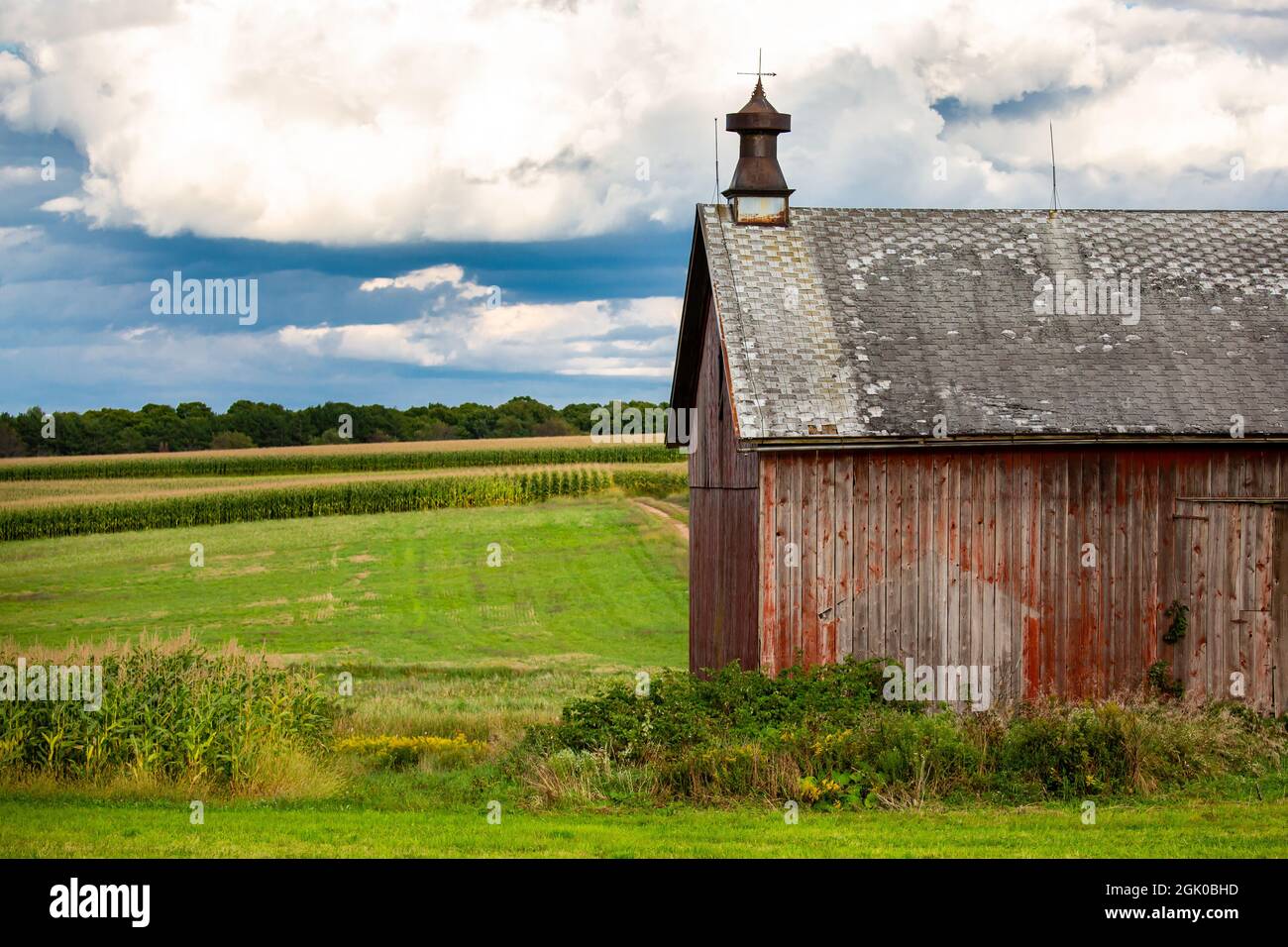 Old red Wisconsin barn in late summer next to a cornfield with a ...
