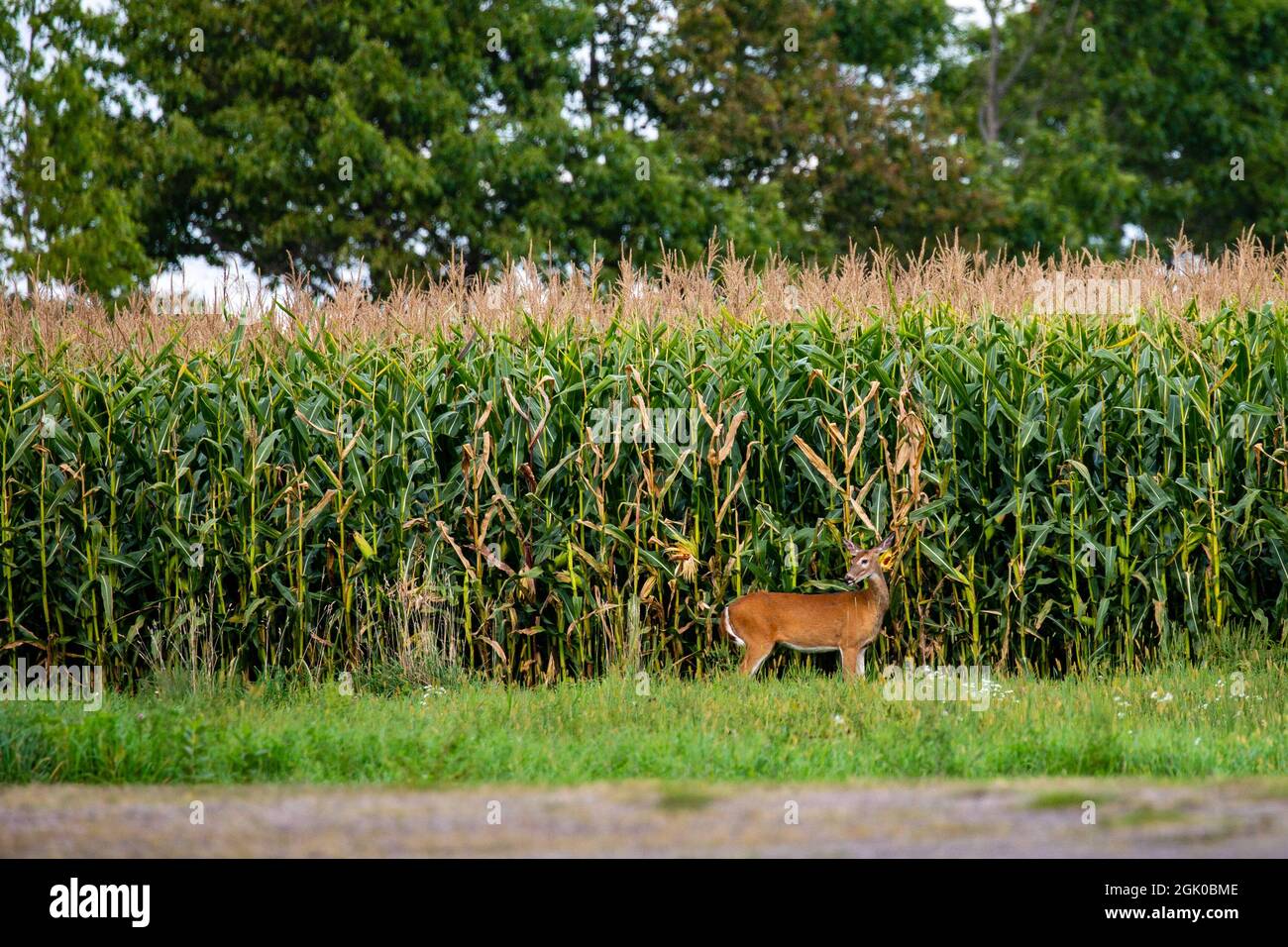 White-tailed deer (odocoileus virginianus) eating corn from a Wisconsin ...