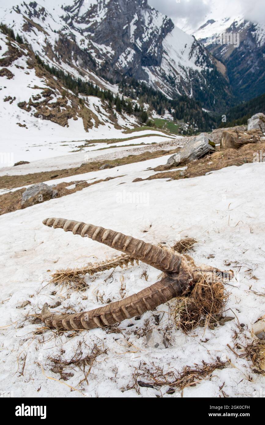 Alpine ibex (Capra ibex), skeleton of a male in the snow after winter ...