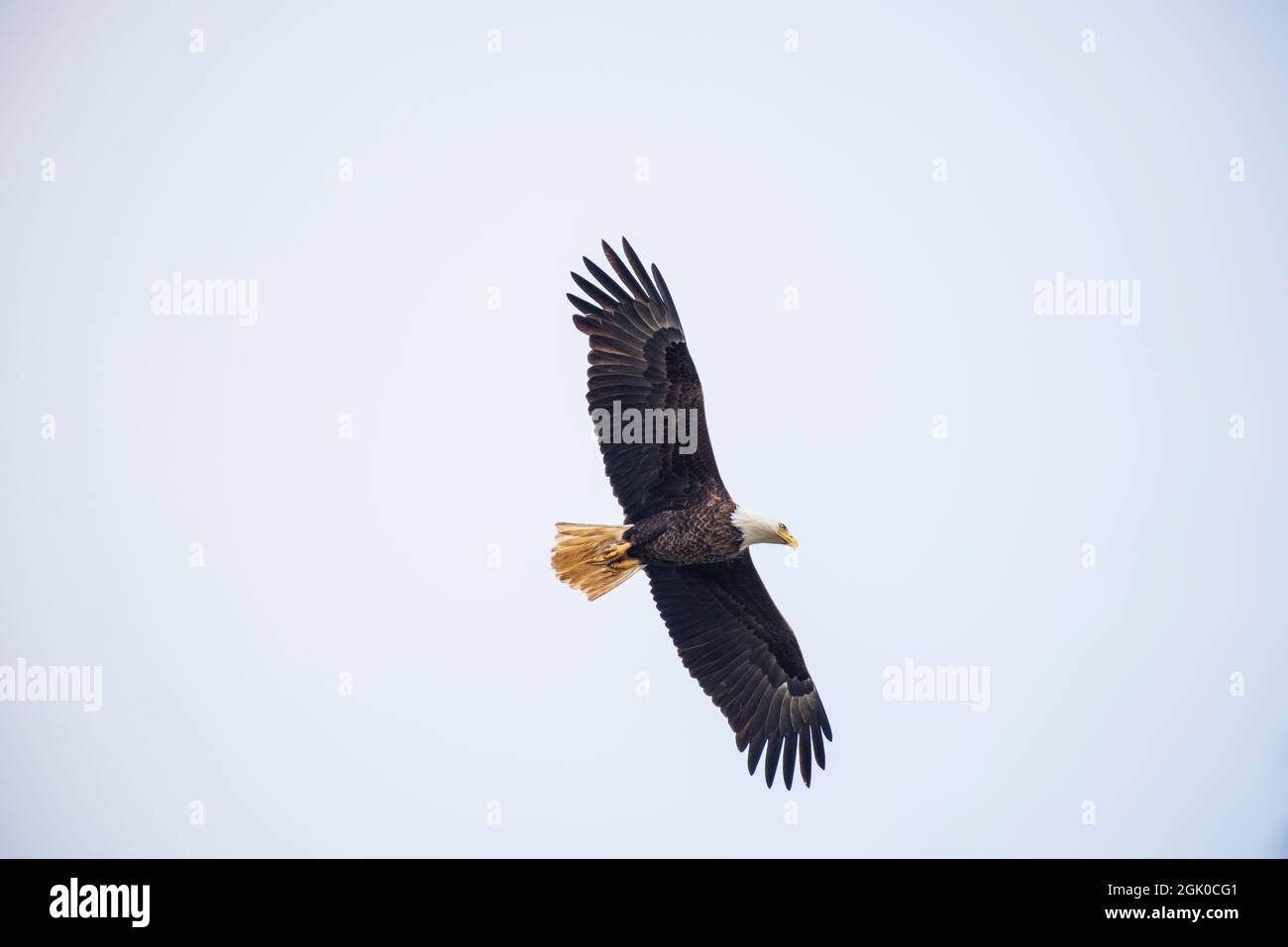 American bald eagle flying above hi-res stock photography and images ...