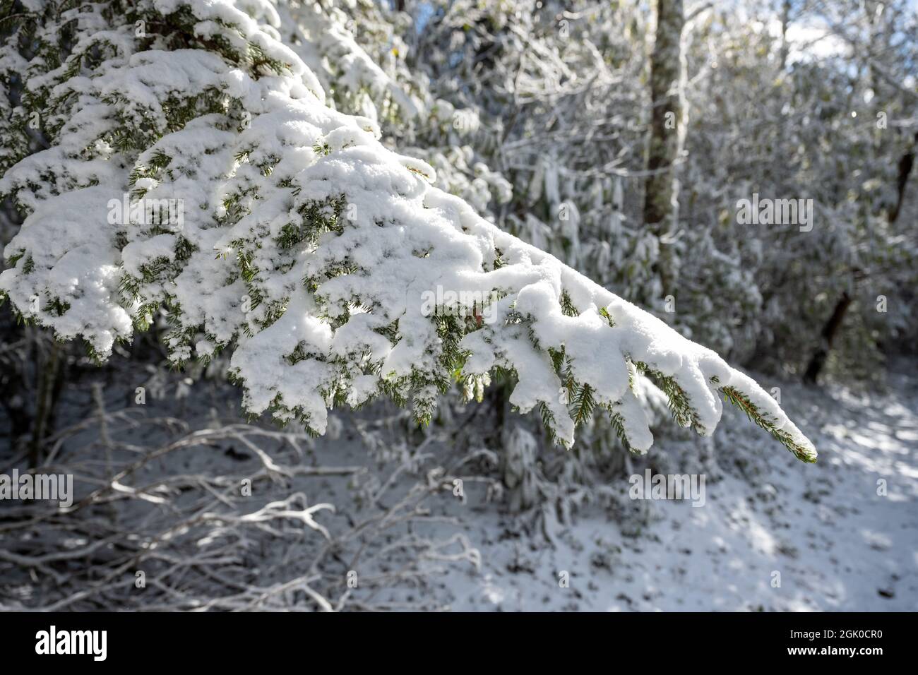 Over hanging bough hi-res stock photography and images - Alamy