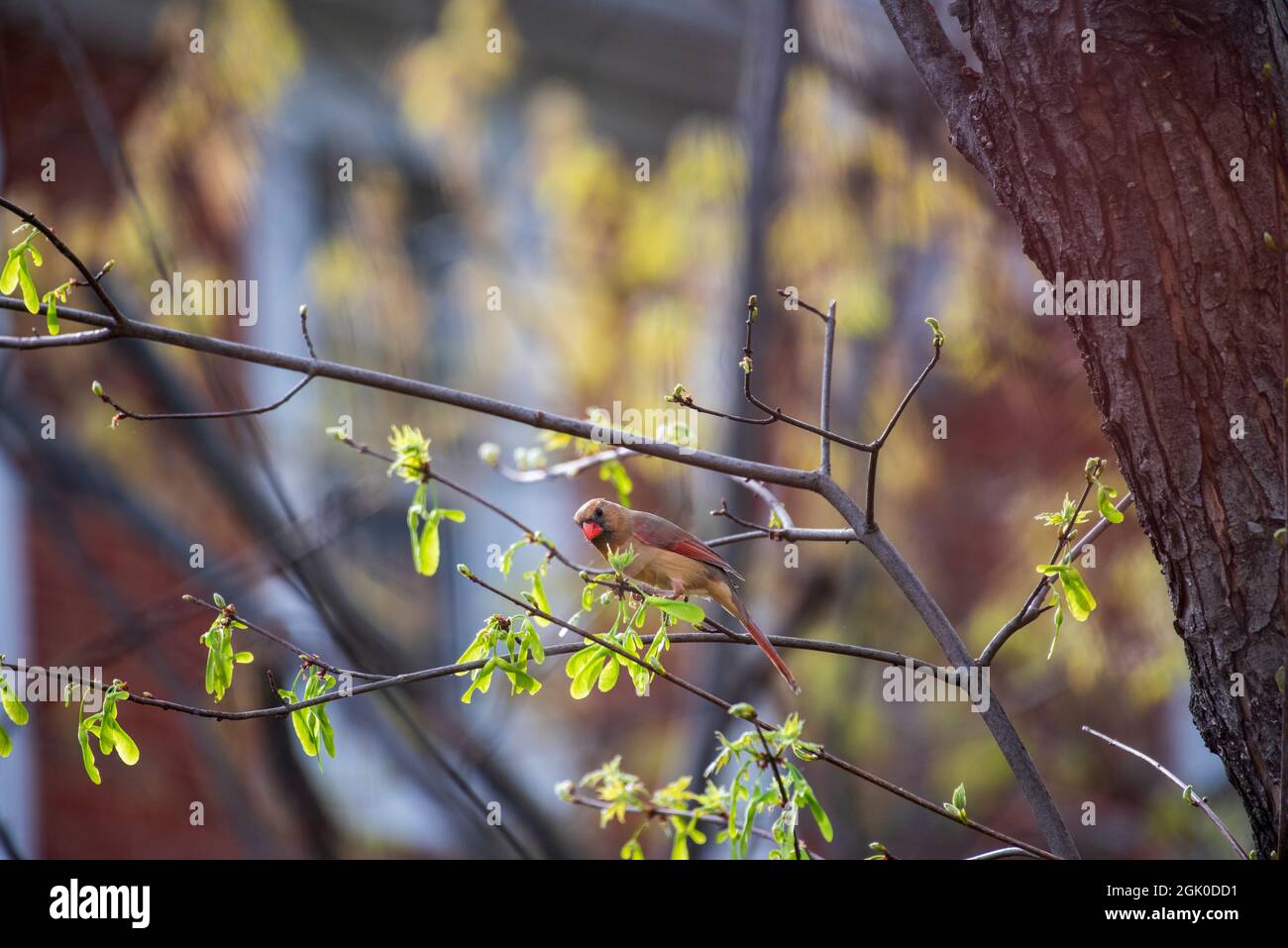 A female northern Cardinal looks for food in the trees Stock Photo - Alamy