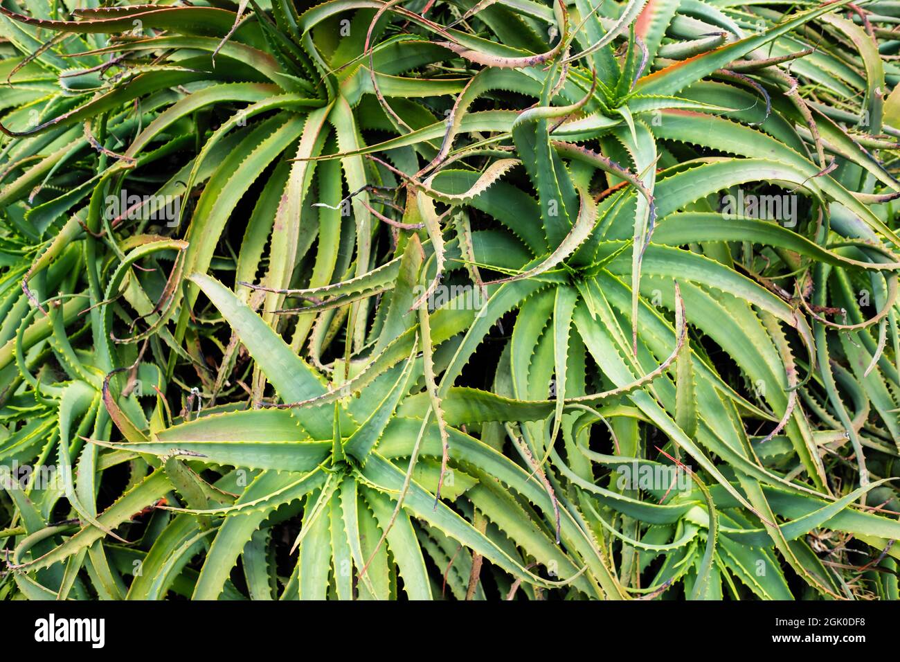Aloe bushes hi-res stock photography and images - Alamy