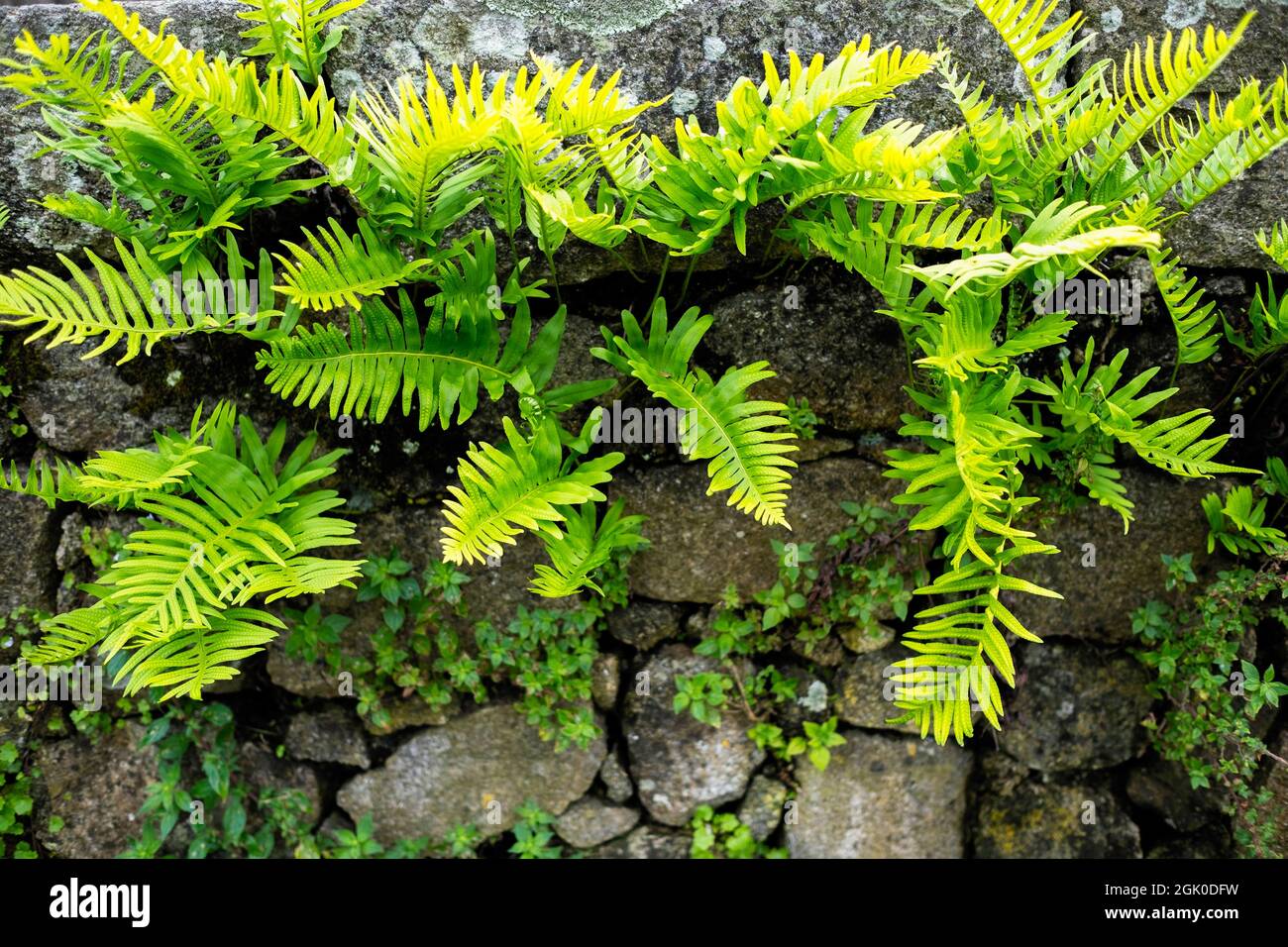 Ferns sprouted in an ancient stone wall Stock Photo - Alamy