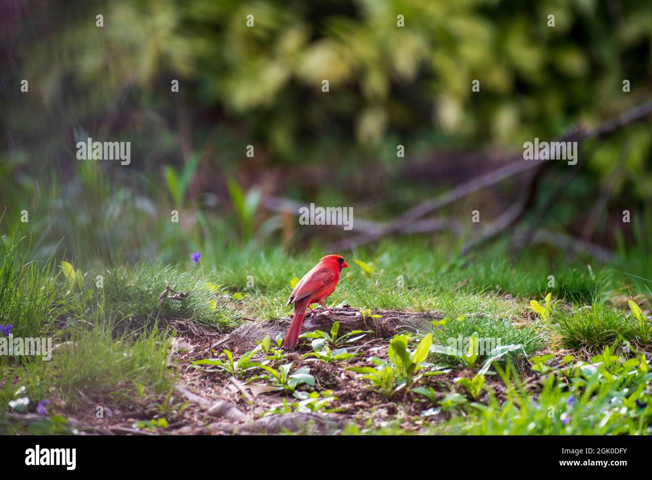 A male northern Cardinal looks for food on the ground Stock Photo - Alamy