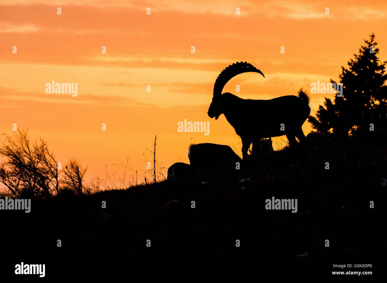 Alpine ibex (Capra ibex), a big male in a pasture at sunset Stock Photo ...
