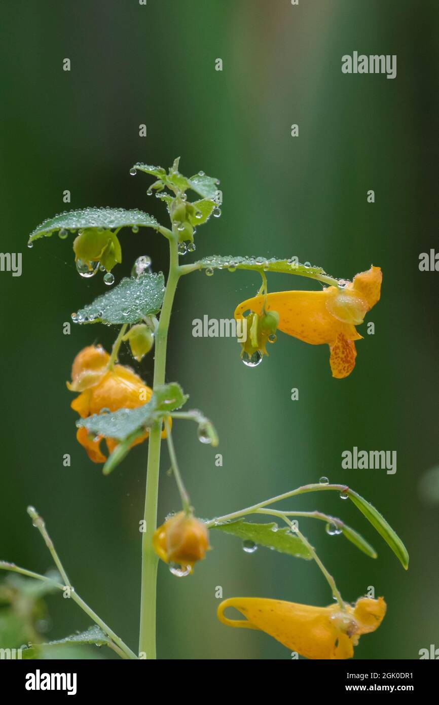 Impatiens capensis, the orange jewelweed, common jewelweed, spotted ...