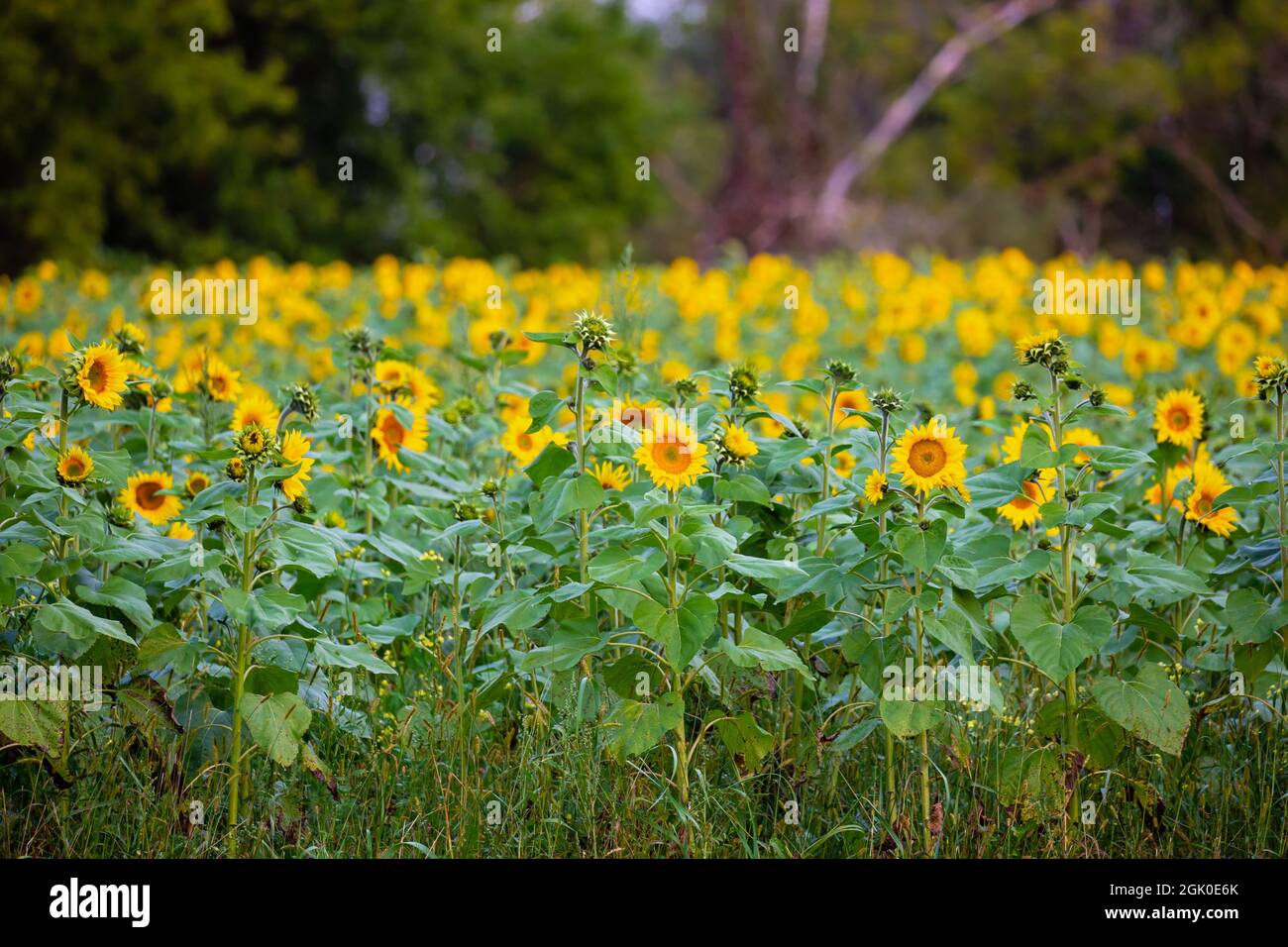 Sunflower field in central Wisconsin in early September, horizontal ...