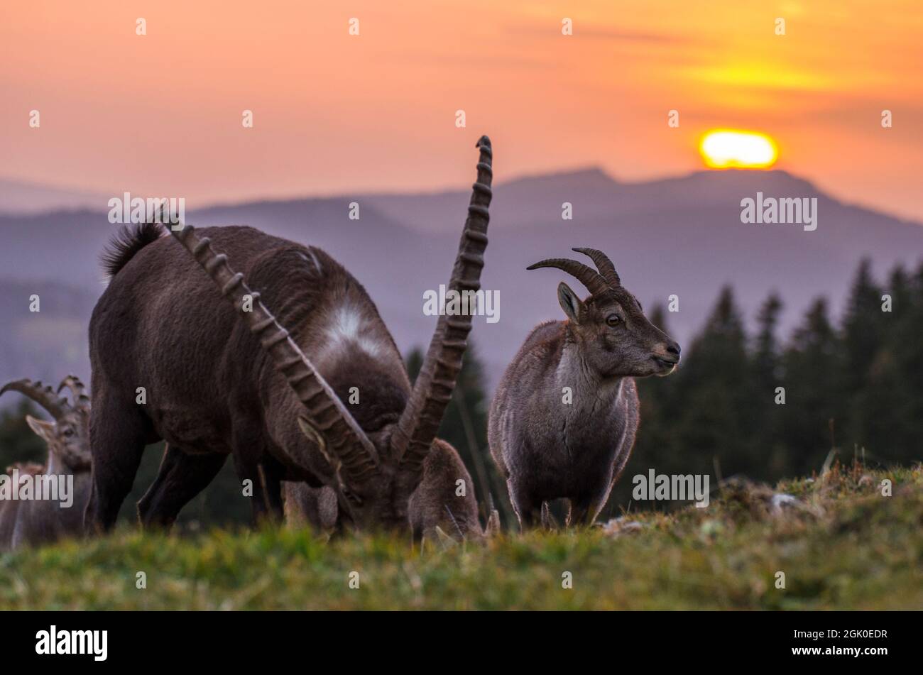 Alpine ibex (Capra ibex), a big male in a pasture at sunset, with ...