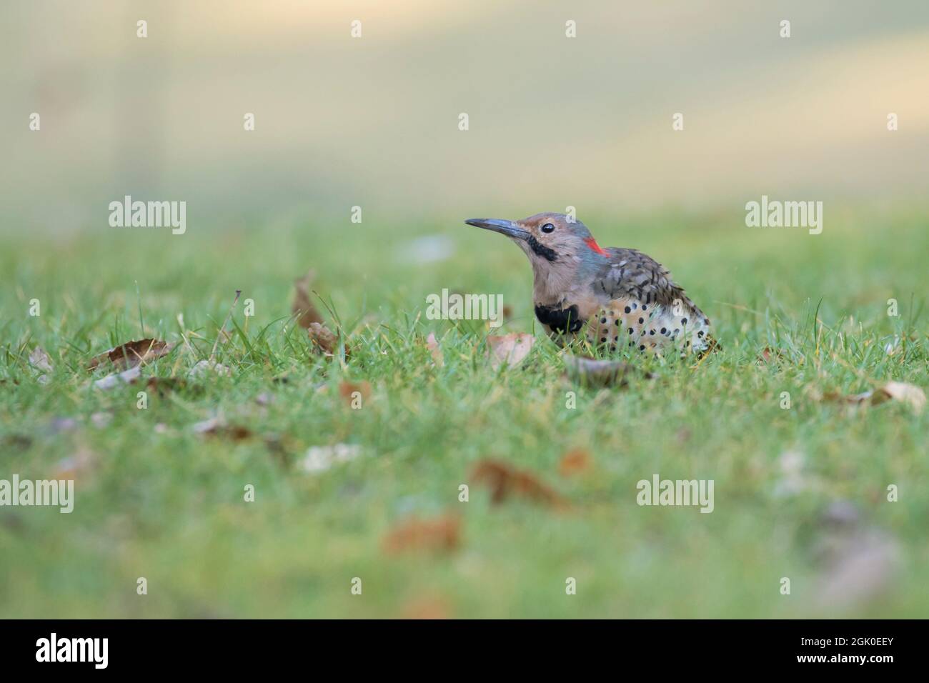 Northern flicker pair hi-res stock photography and images - Alamy