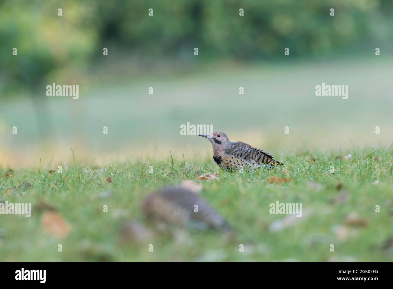 male northern flicker (Colaptes auratus) in summer Stock Photo - Alamy