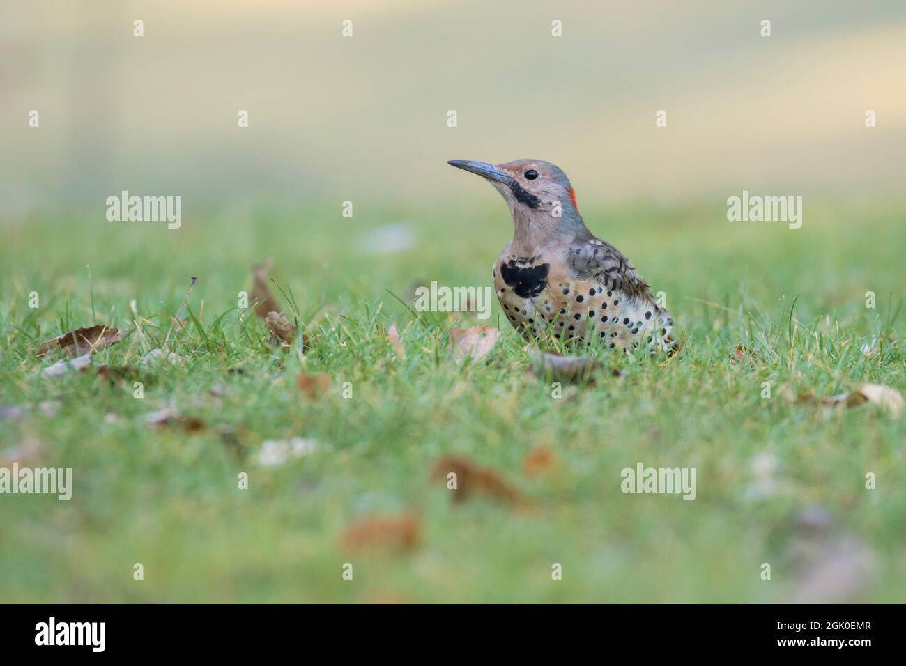 male northern flicker (Colaptes auratus) in summer Stock Photo - Alamy