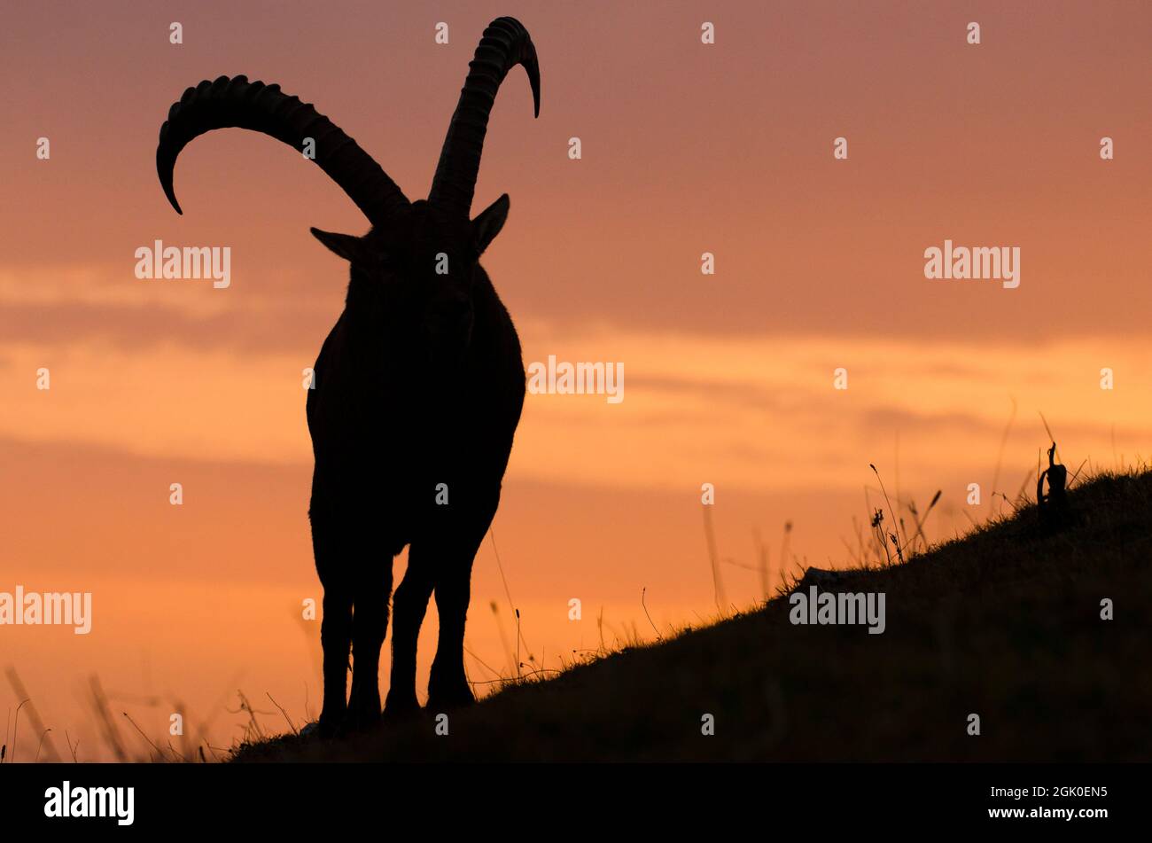 Alpine ibex (Capra ibex), a big male in a pasture at sunset Stock Photo ...