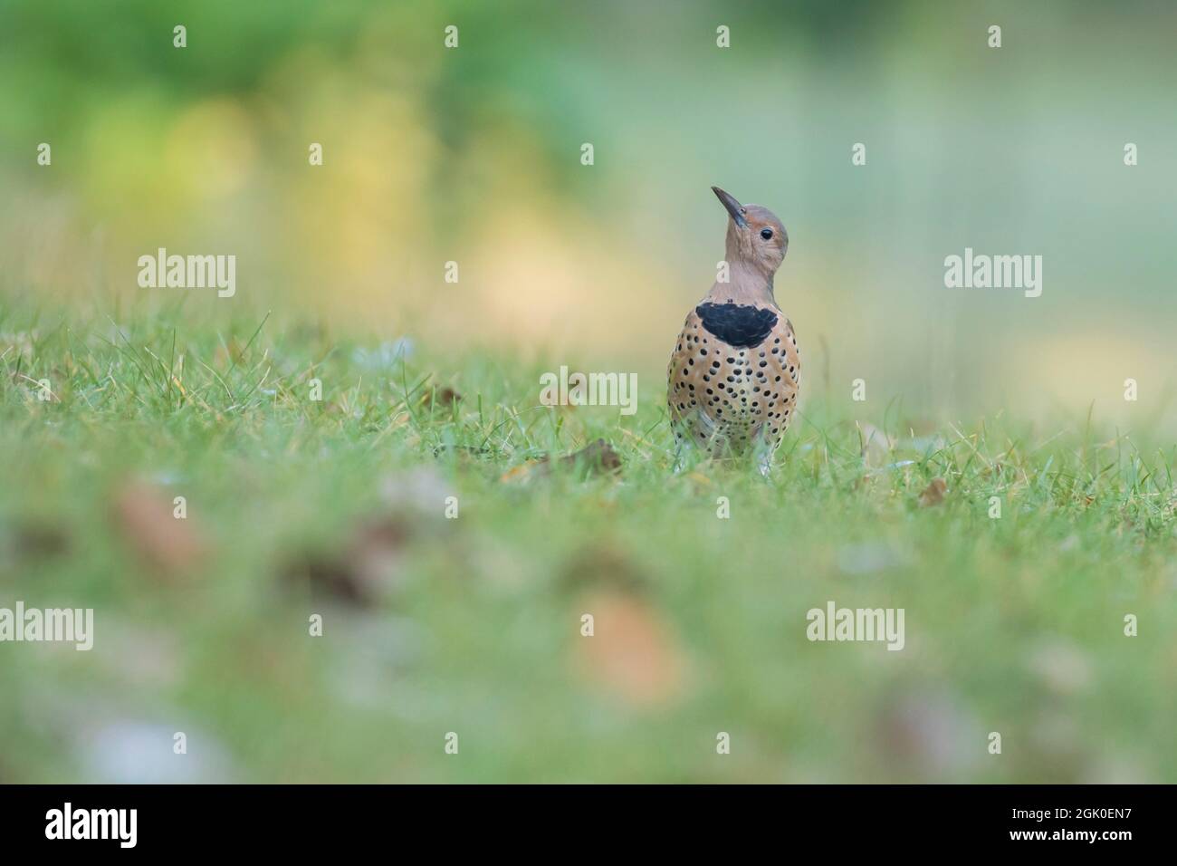 Northern flicker pair hi-res stock photography and images - Alamy