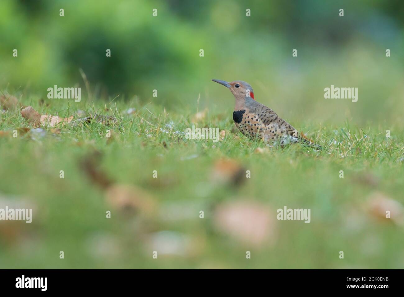 female northern flicker (Colaptes auratus) in summer Stock Photo - Alamy
