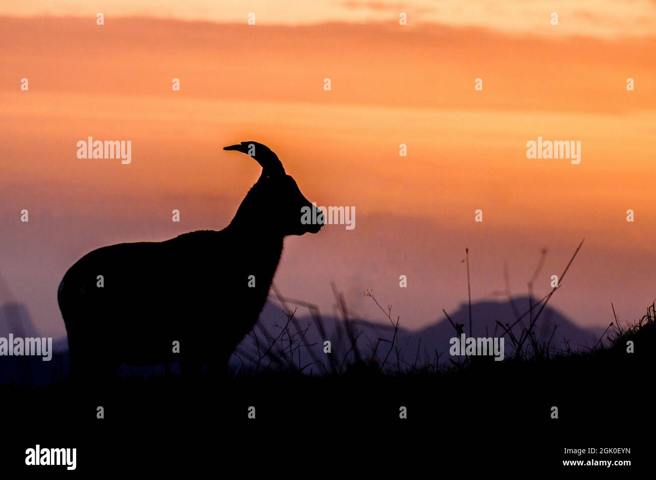 Alpine ibex (Capra ibex Stock Photo - Alamy
