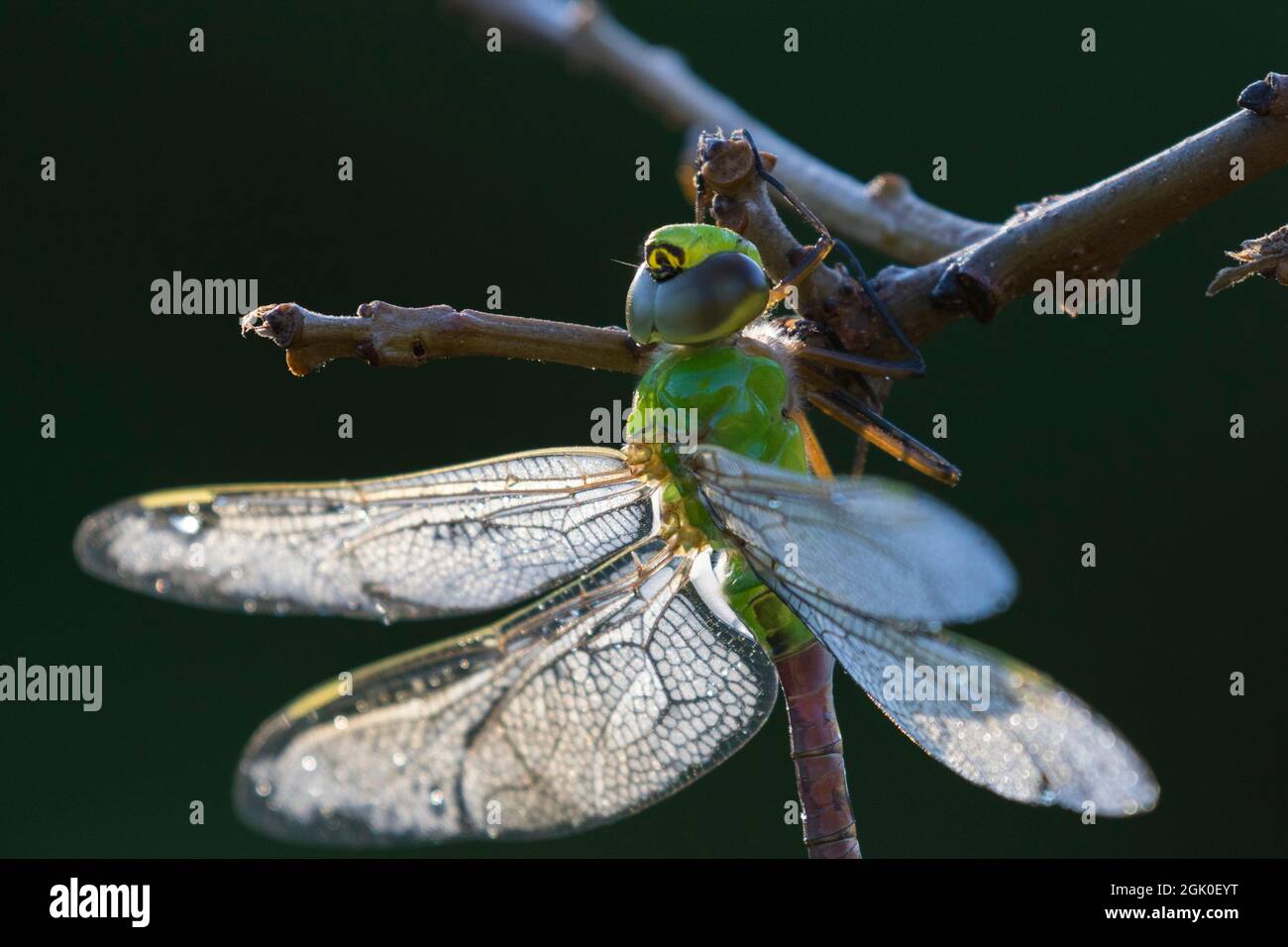 Green darner migration hi-res stock photography and images - Alamy