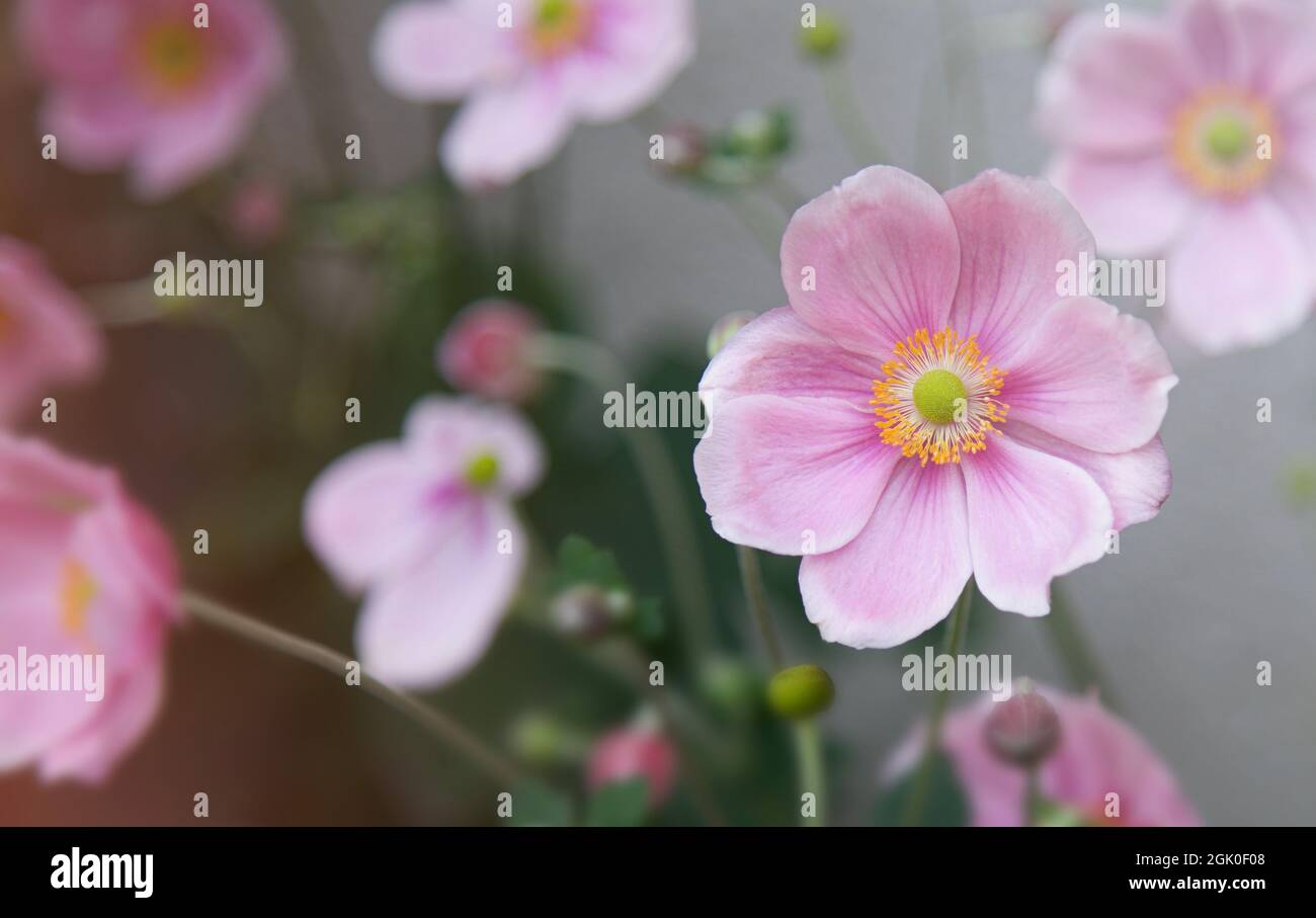 Japanese pink blooming anemone flower. Close-up delicate purple flower ...
