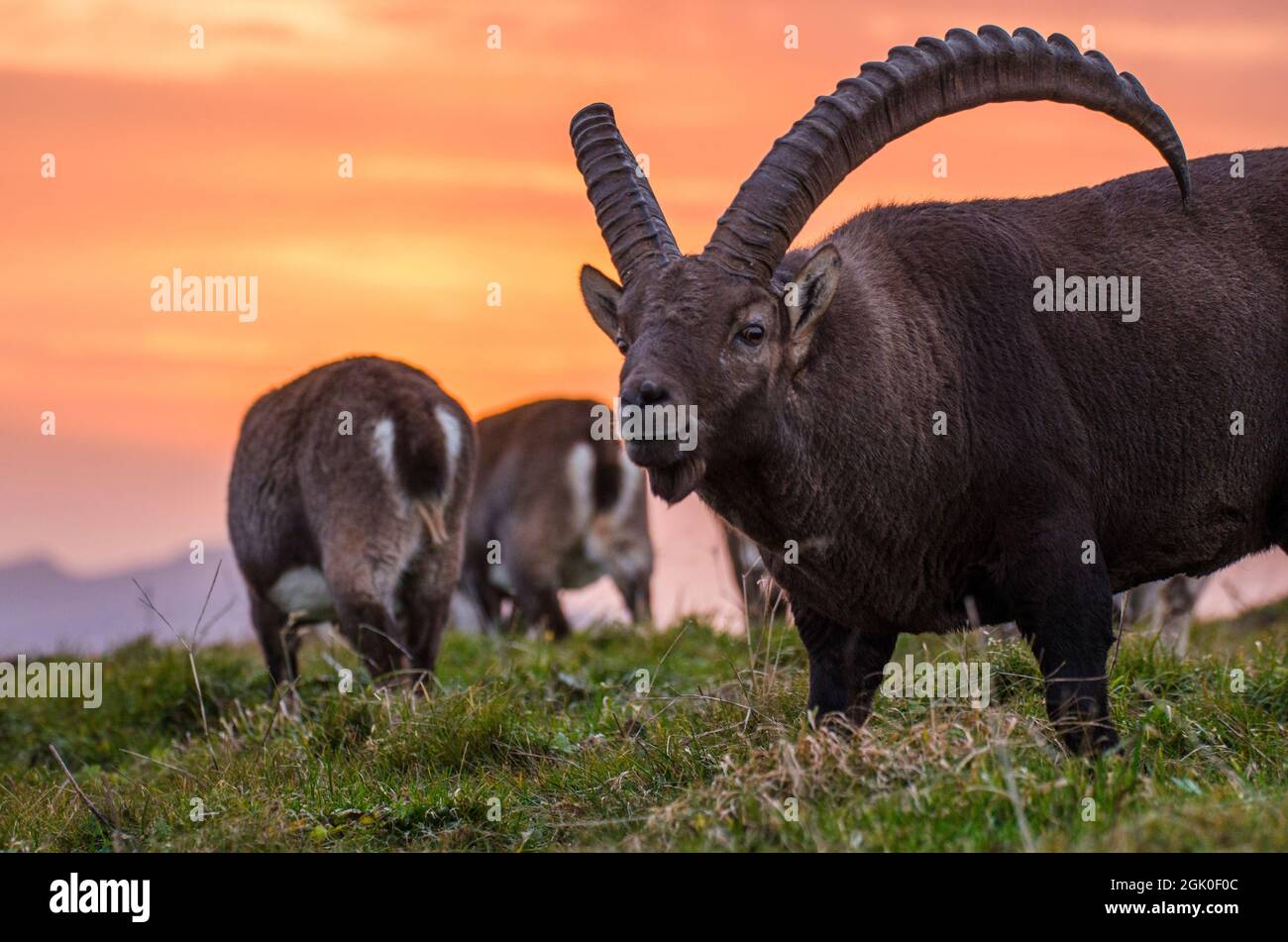 Alpine ibex (Capra ibex), a big male in a pasture at sunset, with ...