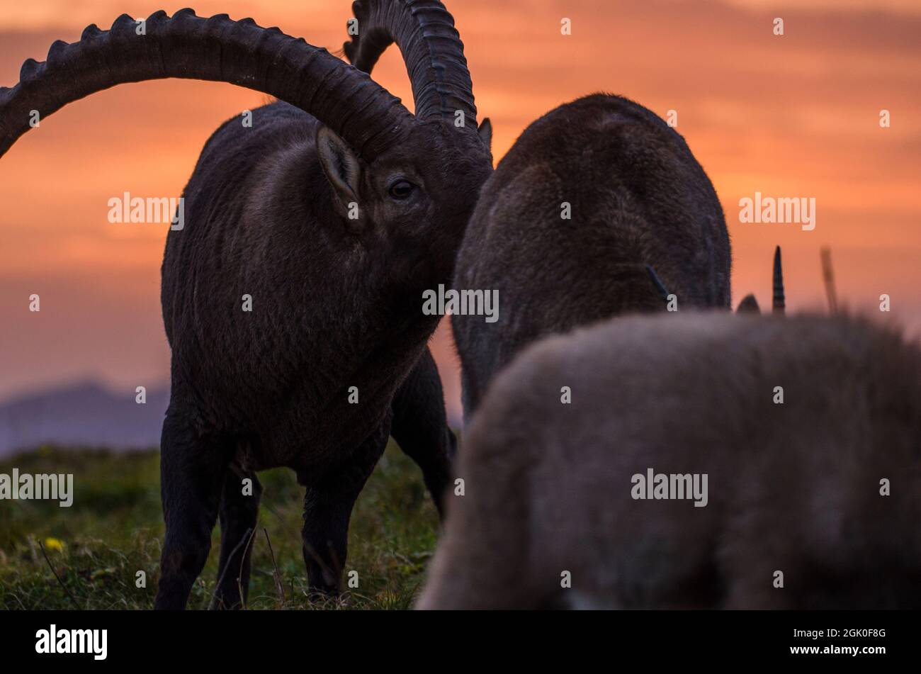 Alpine ibex (Capra ibex), a big male in a pasture at sunset, smells a ...