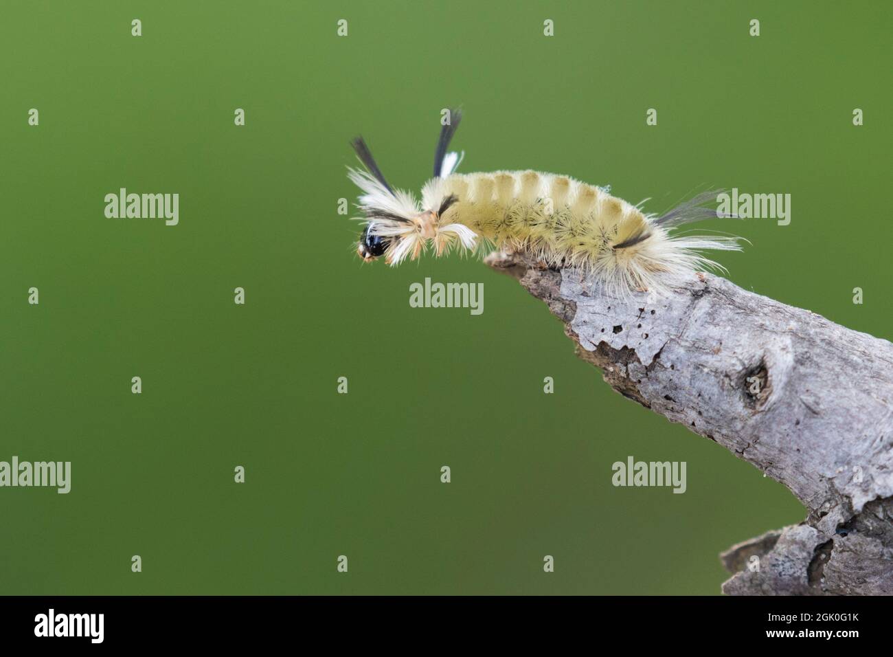 Halysidota tessellaris, also called the pale tiger moth, banded tussock ...