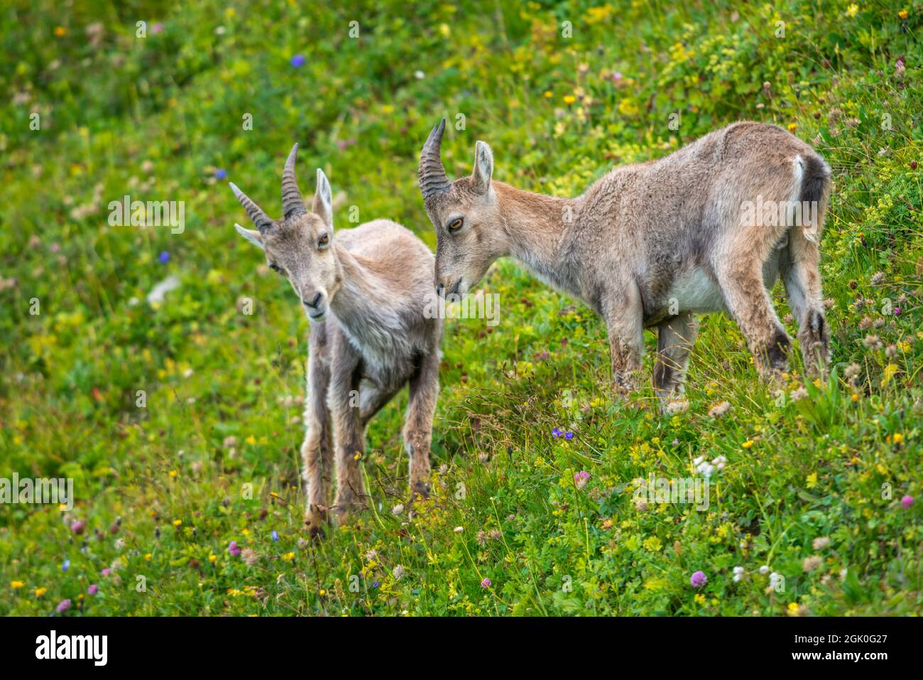 Alpine ibex (Capra ibex), two youngs in a meadow Stock Photo - Alamy