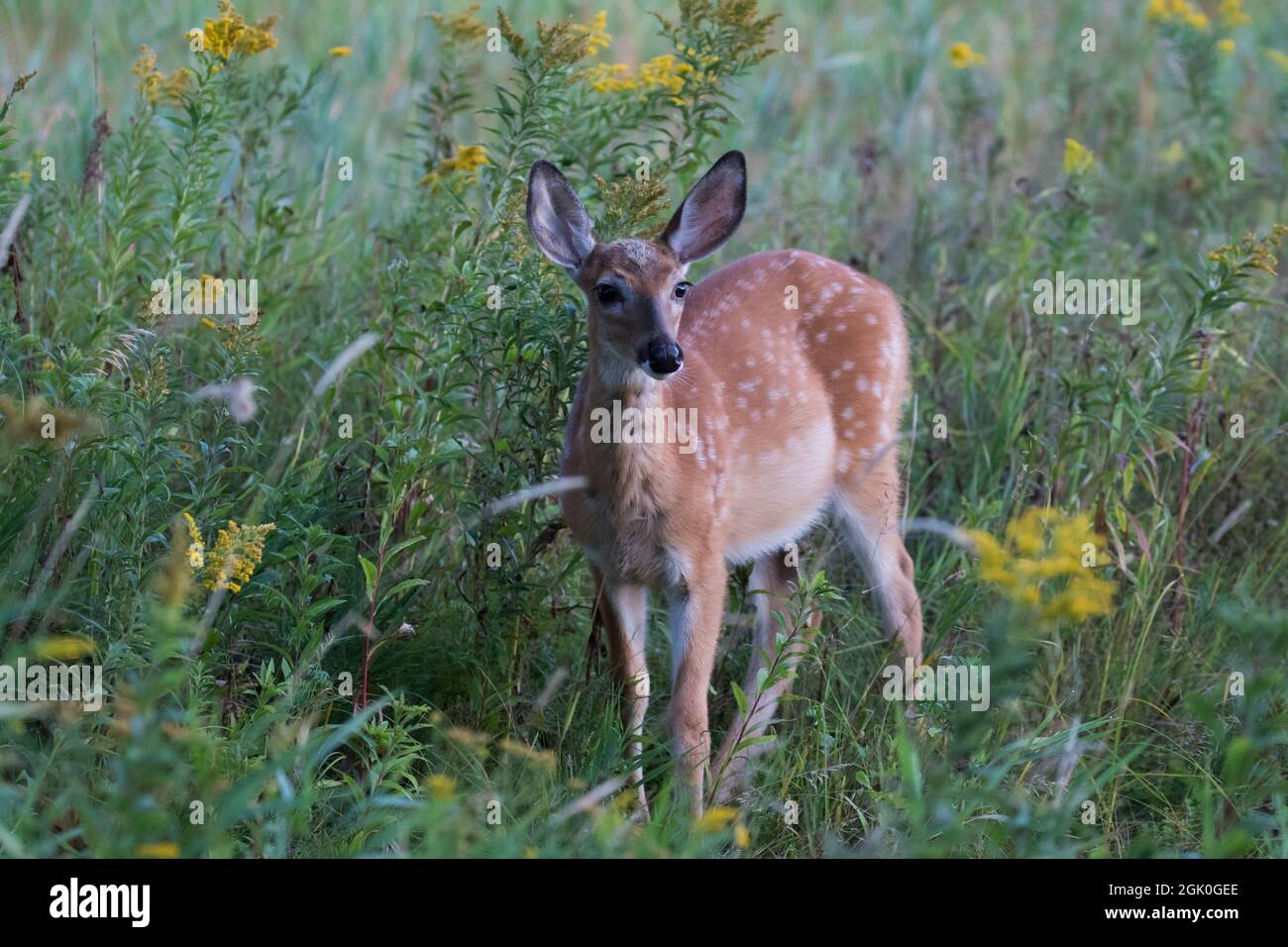 white-tailed deer Fawn in summer Stock Photo - Alamy