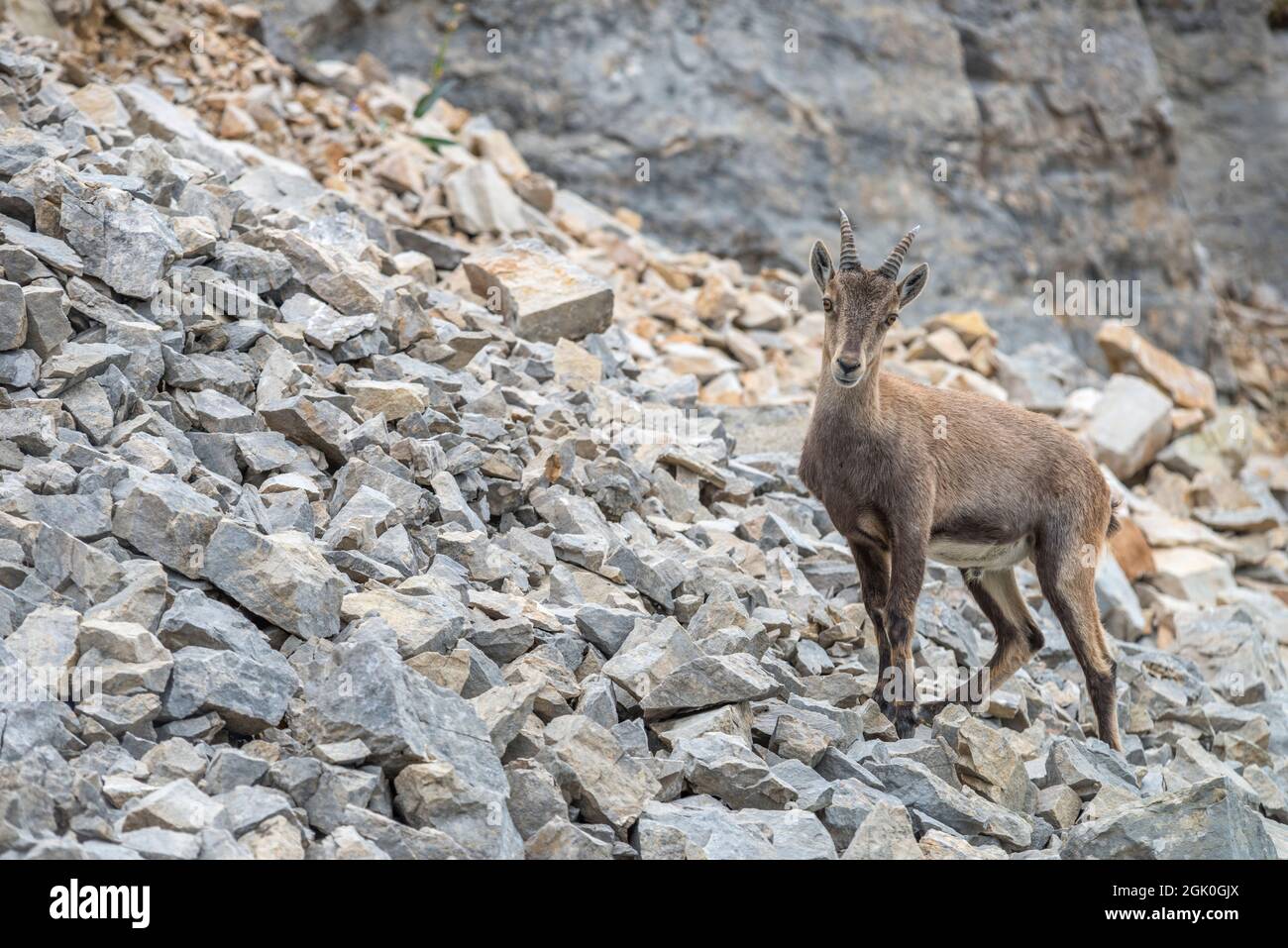 Alpine ibex (Capra ibex), female in a scree Stock Photo - Alamy