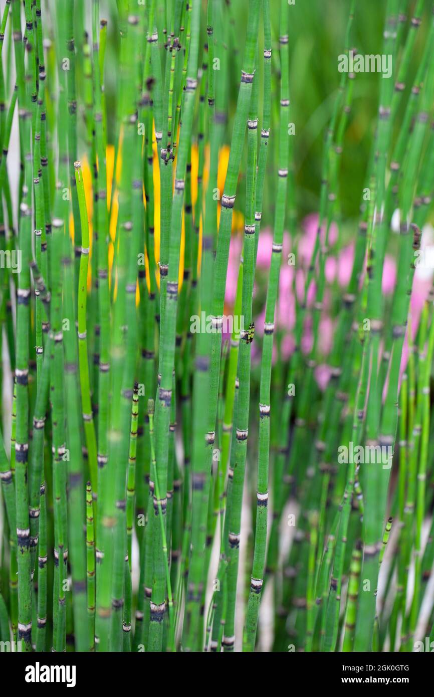Many Horsetail (Equisetum) stems in the garden Stock Photo - Alamy