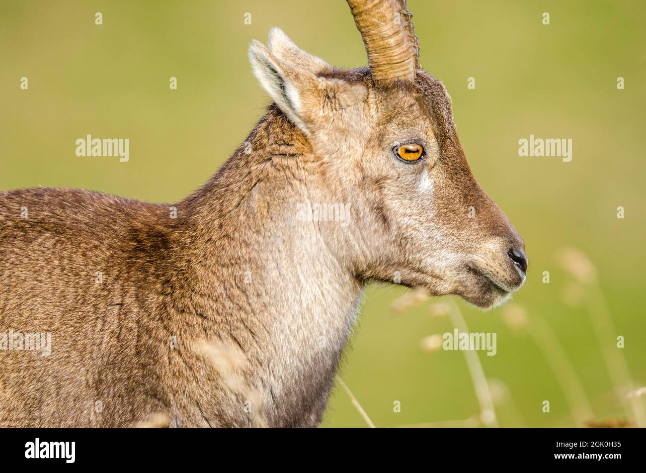 Alpine ibex (Capra ibex), female portrait Stock Photo - Alamy