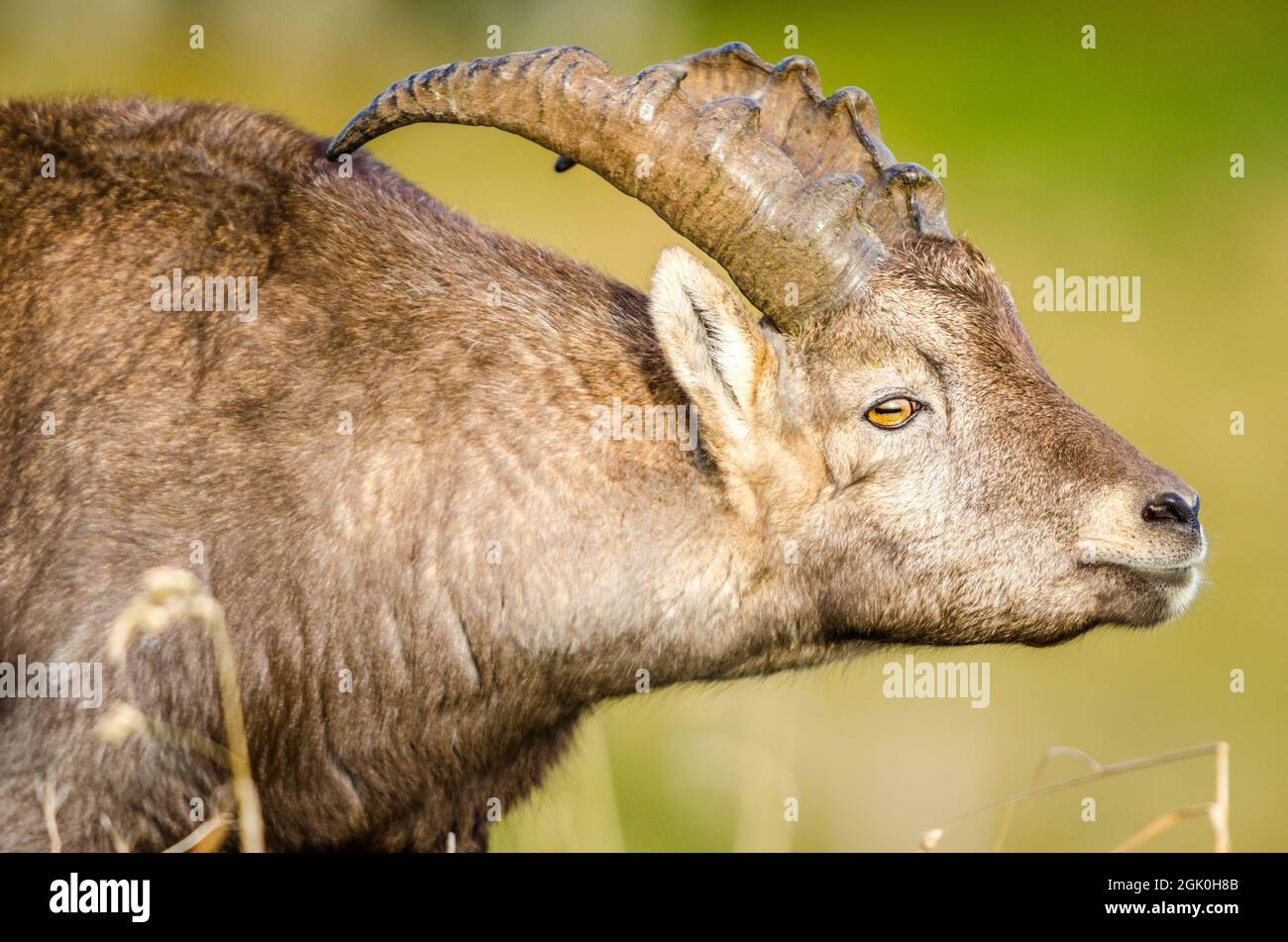 Alpine ibex (Capra ibex) young male portrait Stock Photo - Alamy