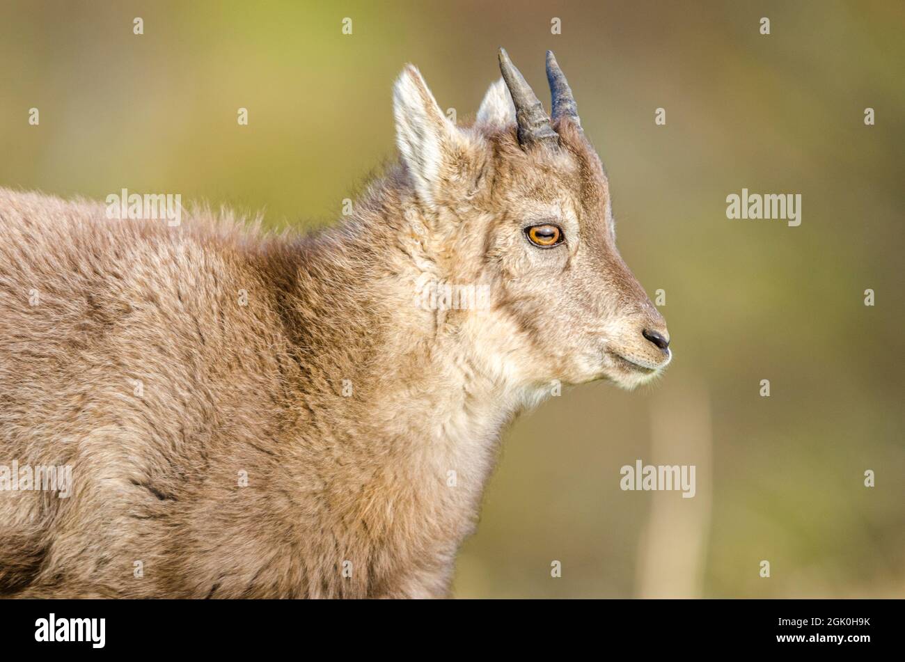 Alpine ibex (Capra ibex), young portrait Stock Photo - Alamy