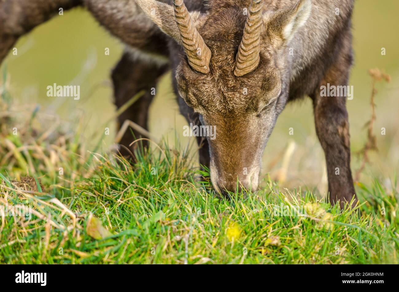 Alpine ibex (Capra ibex), female portrait Stock Photo - Alamy
