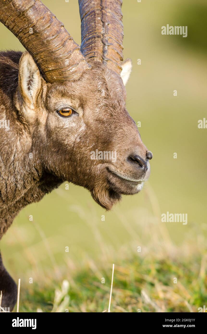 Alpine ibex (Capra ibex), big male portrait Stock Photo - Alamy