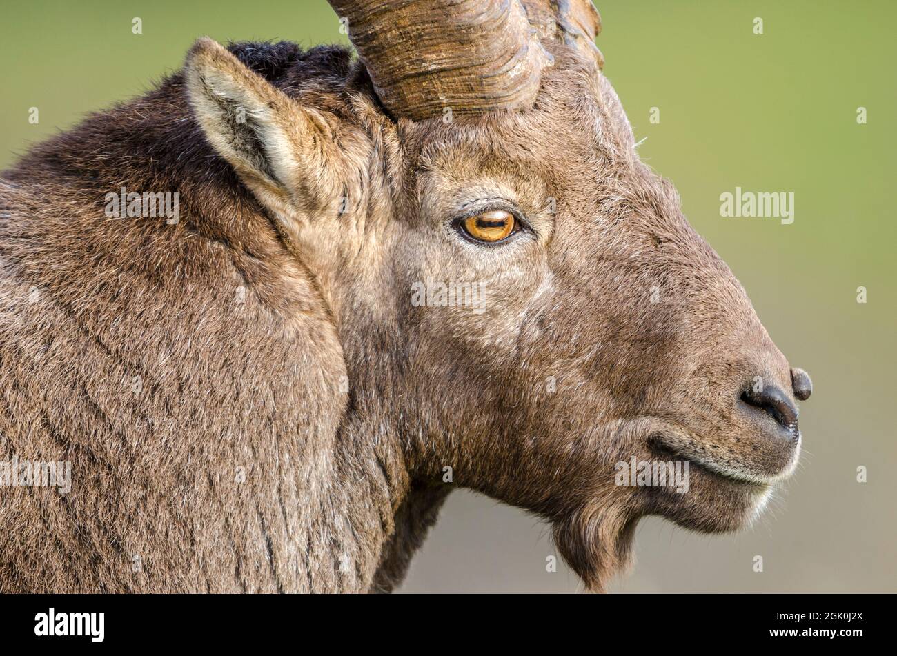 Alpine ibex (Capra ibex), big male portrait Stock Photo - Alamy
