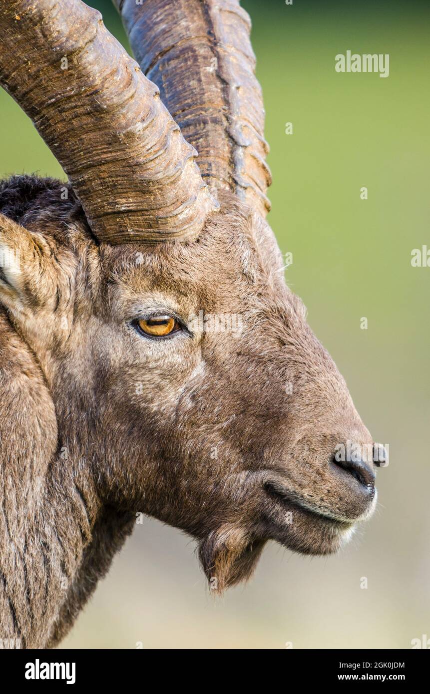 Alpine ibex (Capra ibex), big male portrait Stock Photo - Alamy