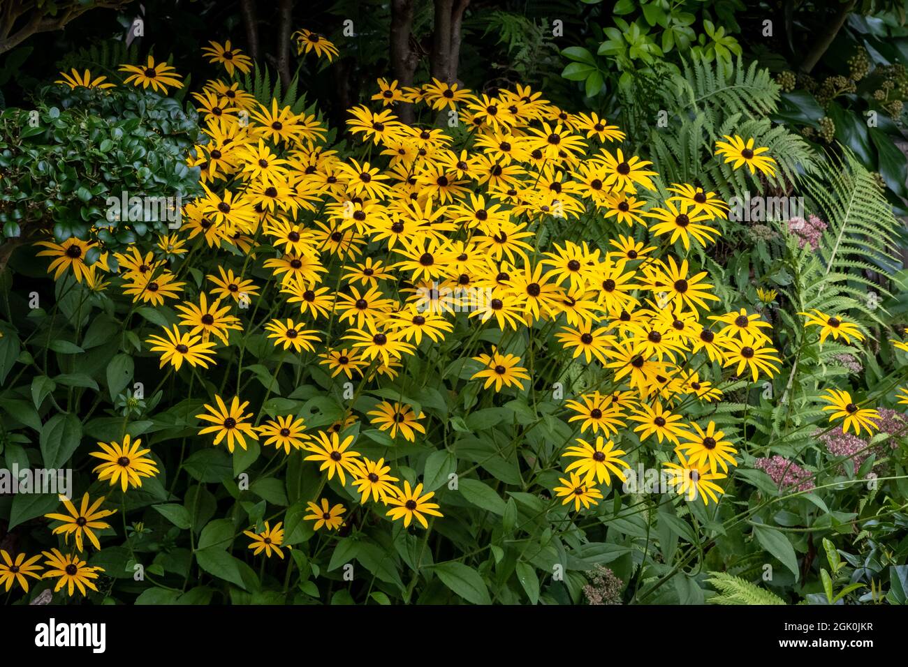 Rudbeckia fulgida goldsturm hi-res stock photography and images - Alamy