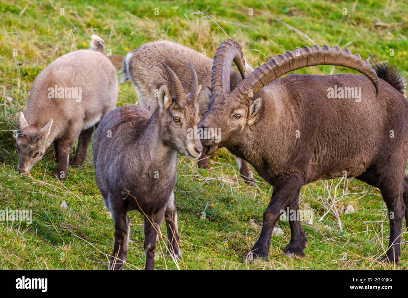 Alpine ibex (Capra ibex), rut, male following females Stock Photo - Alamy