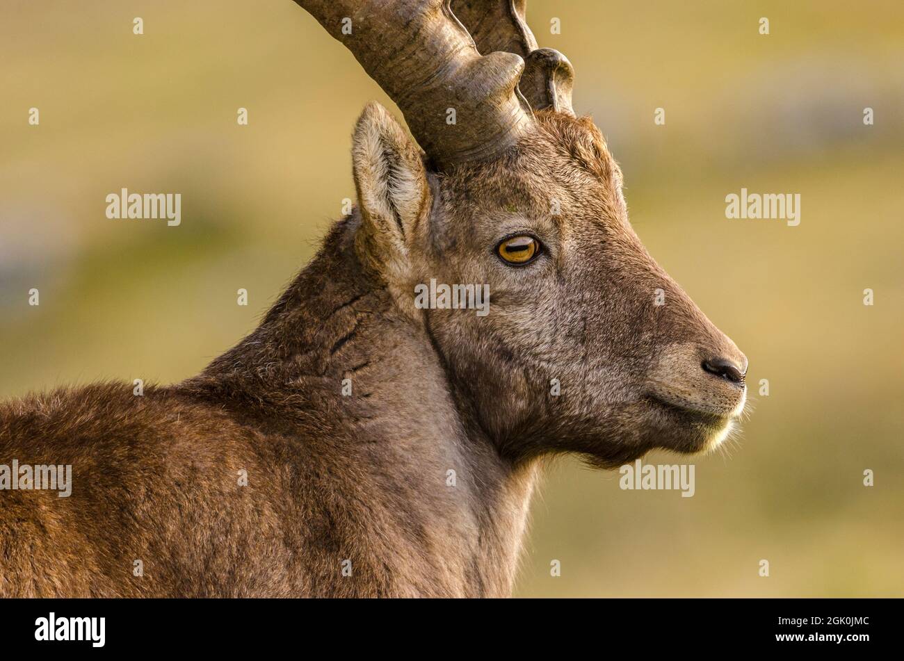 Alpine ibex (Capra ibex) young male portrait Stock Photo - Alamy