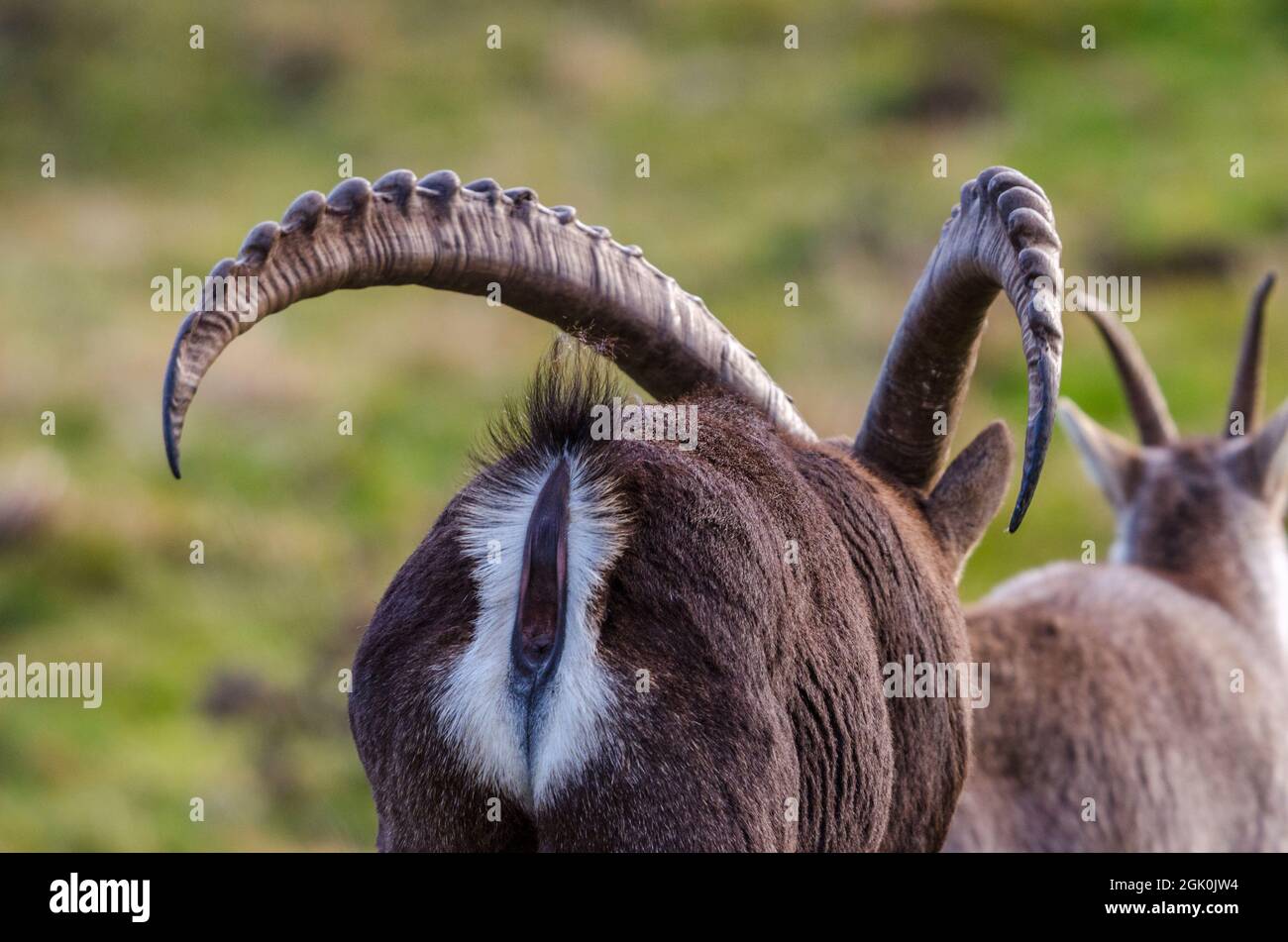 Alpine ibex (Capra ibex), rut, male following females Stock Photo - Alamy