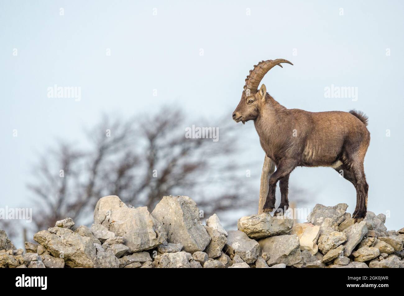 Alpine ibex (Capra ibex), young male on a dry stone wall Stock Photo ...