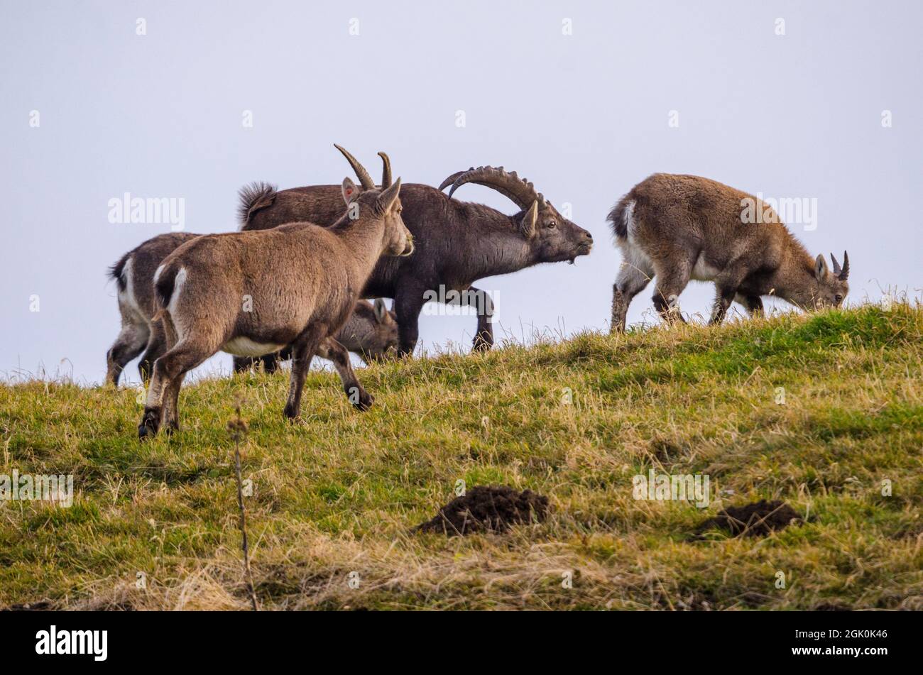 Alpine ibex (Capra ibex), rut, male following females Stock Photo - Alamy