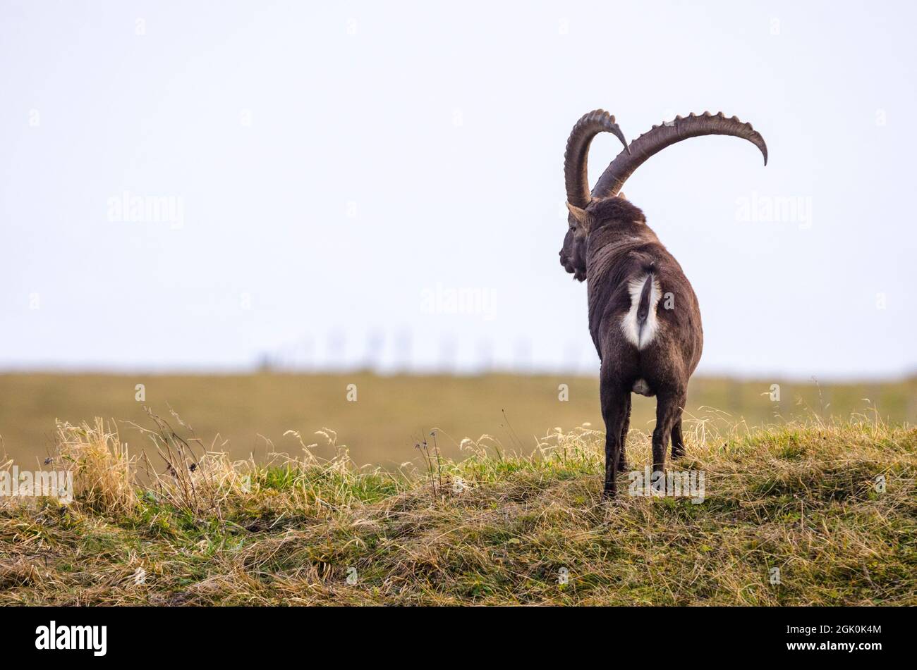 Alpine ibex (Capra ibex), a big male in a pasture Stock Photo - Alamy