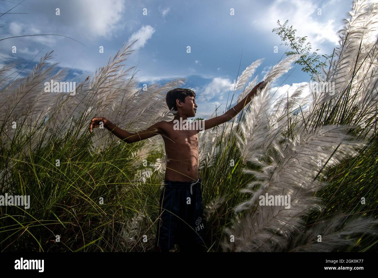 Kash flower hi-res stock photography and images - Alamy