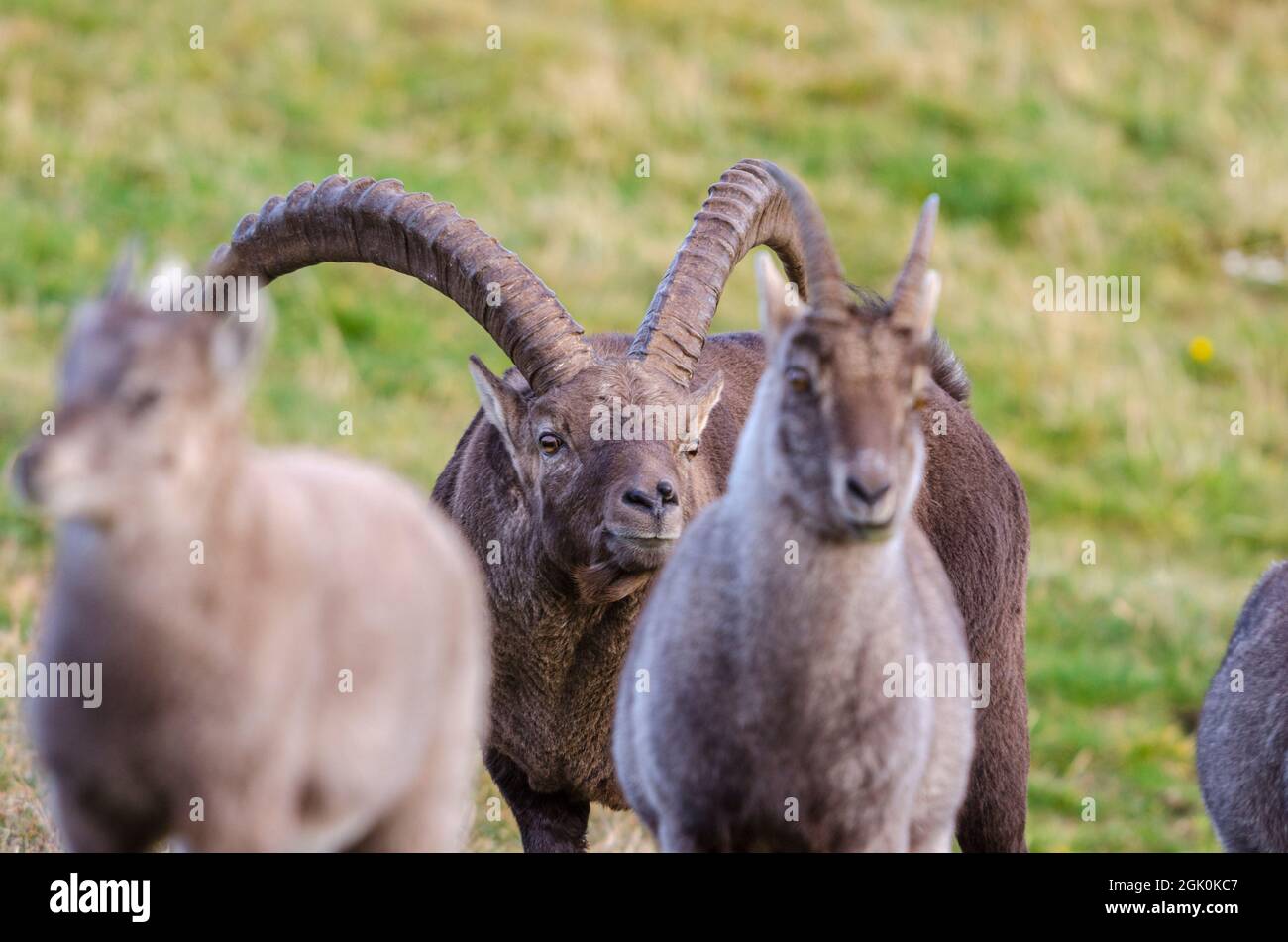 Alpine ibex (Capra ibex), rut, male following females Stock Photo - Alamy